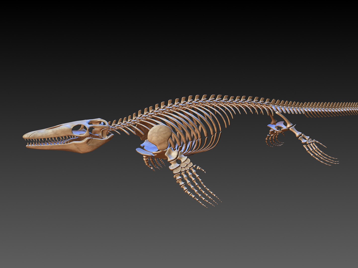 Mosasaurus Skeleton Model - TurboSquid 1228674