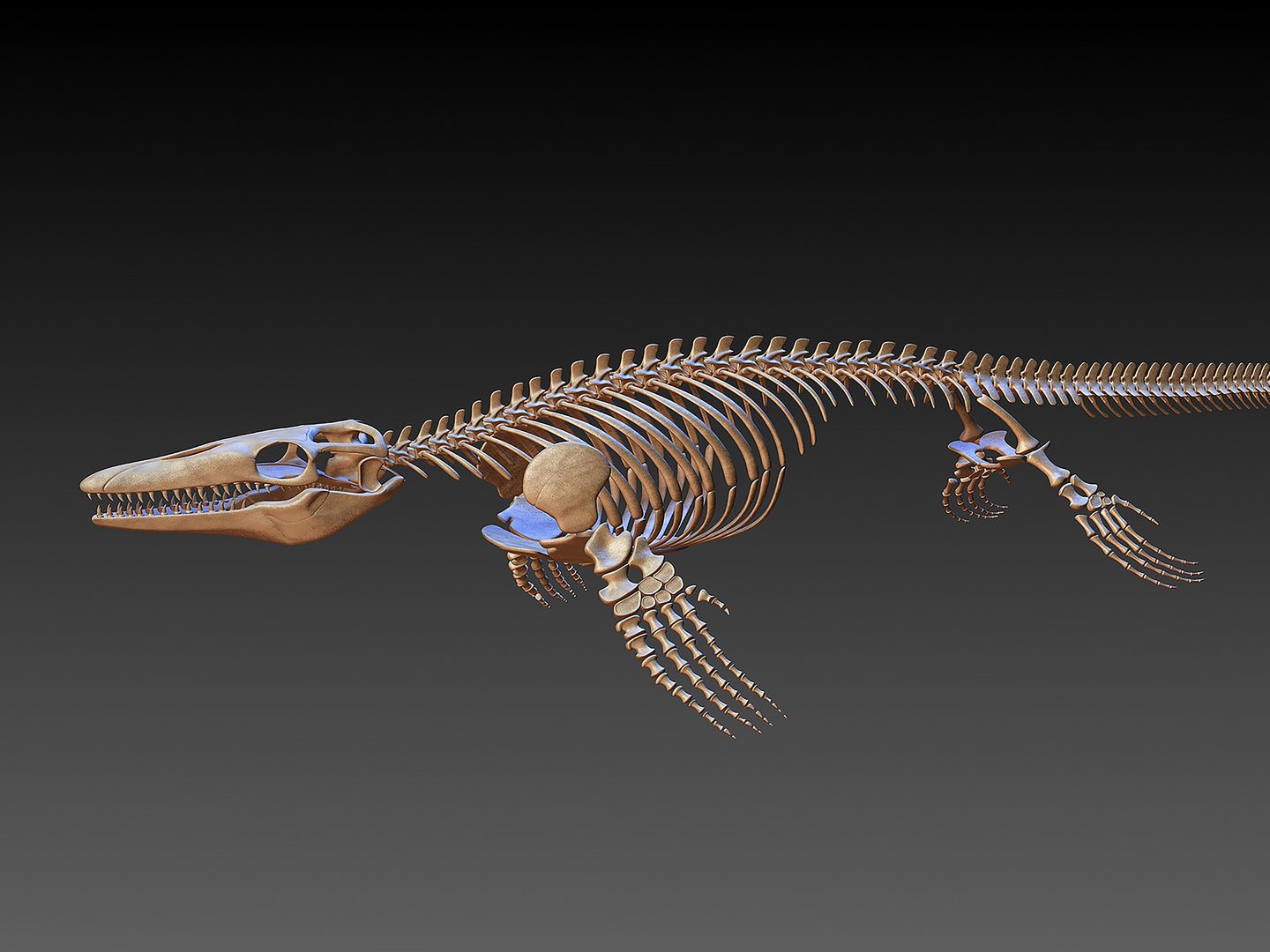 Mosasaurus Skeleton Model - TurboSquid 1228674