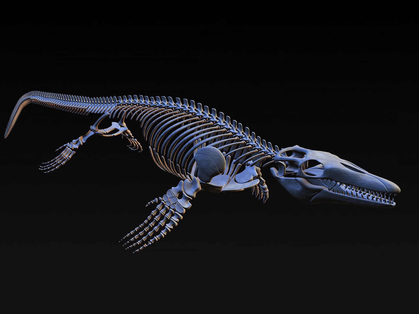 Mosasaurus Skeleton Model - TurboSquid 1228674