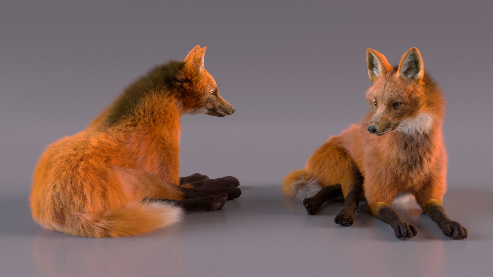 Maned Wolf Reclining Pose Fur 3D Model - TurboSquid 2201860