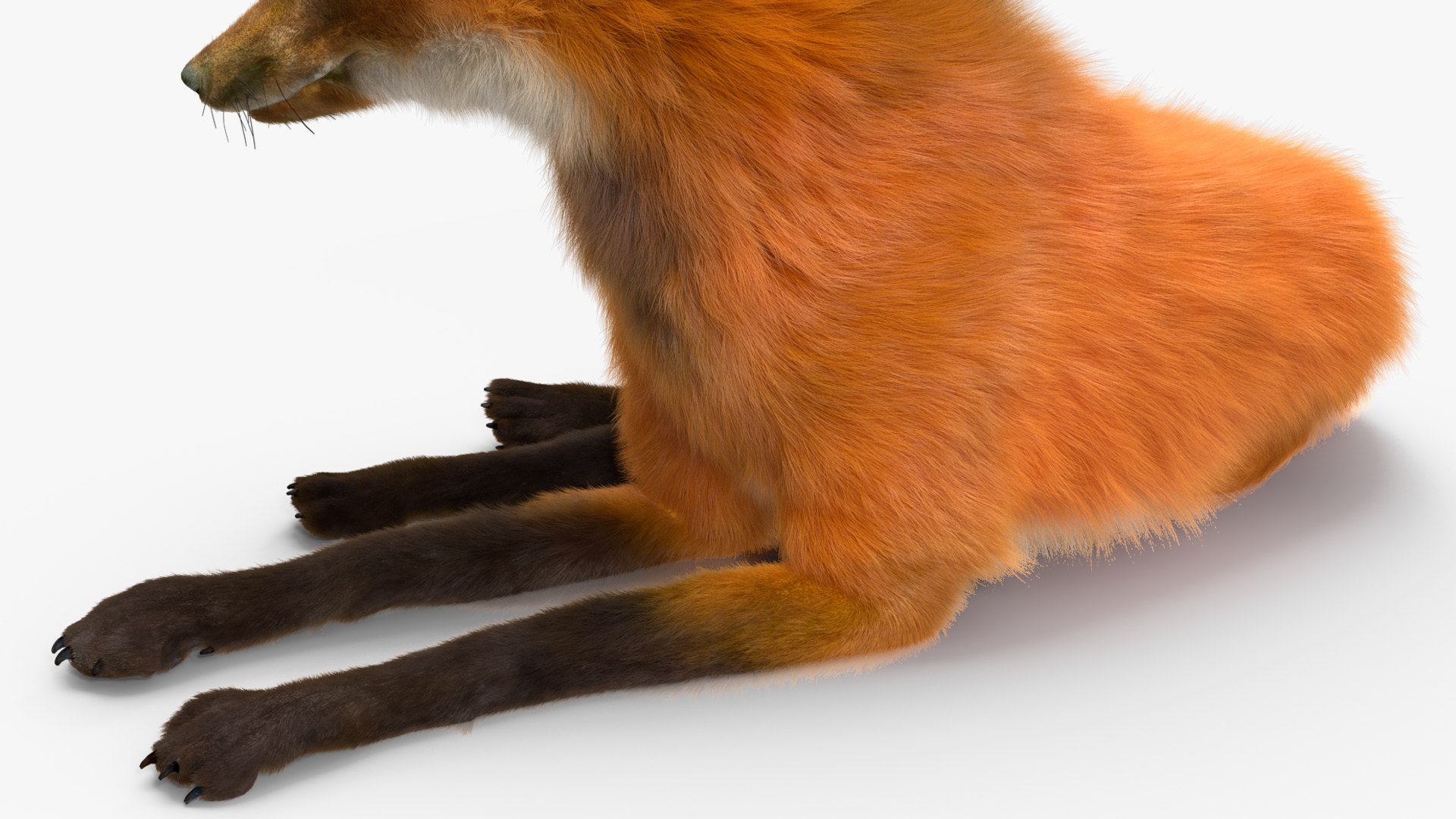 Maned Wolf Reclining Pose Fur 3D Model - TurboSquid 2201860