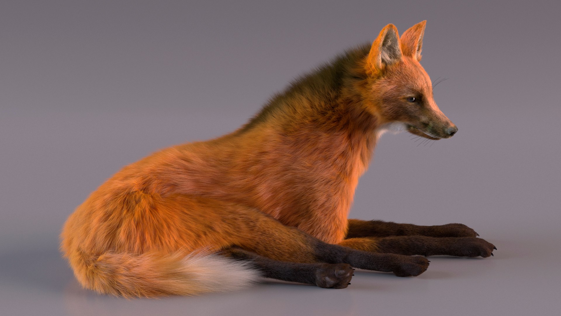 Maned Wolf Reclining Pose Fur 3D Model - TurboSquid 2201860