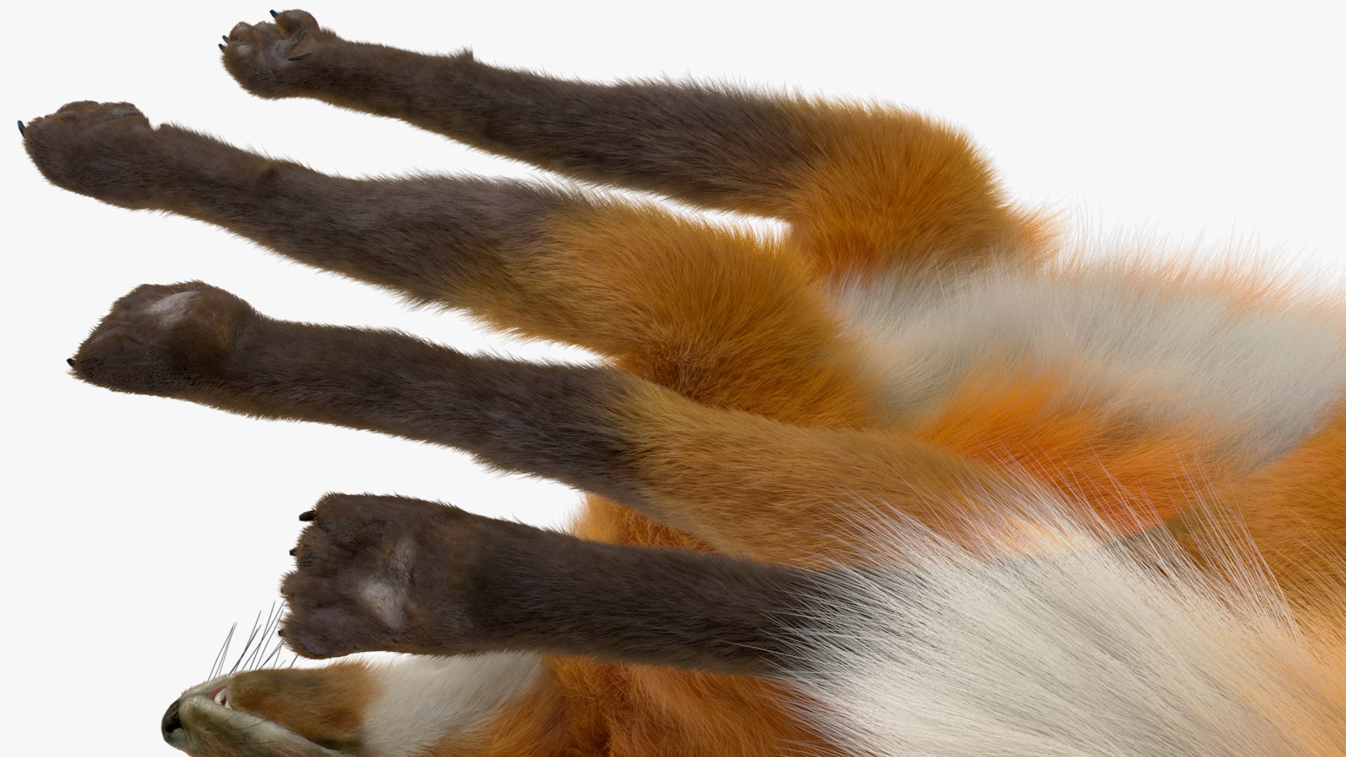 Maned Wolf Reclining Pose Fur 3D Model - TurboSquid 2201860