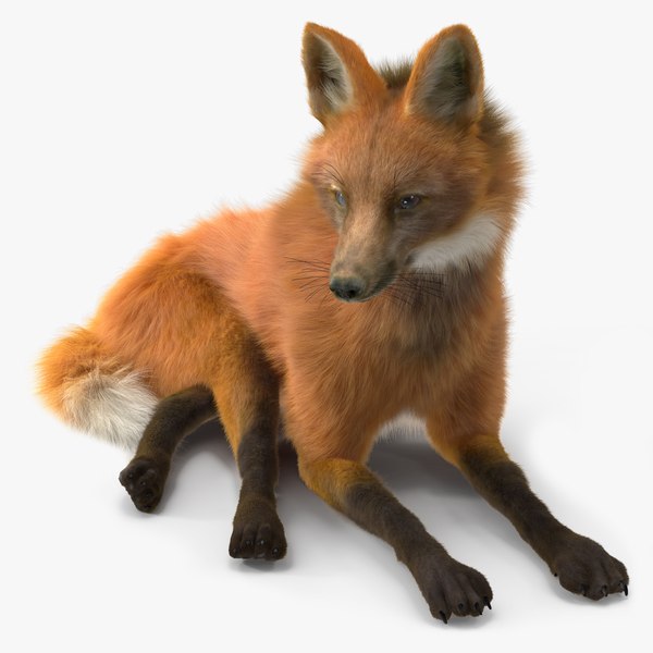Free 3D Fox Models | TurboSquid