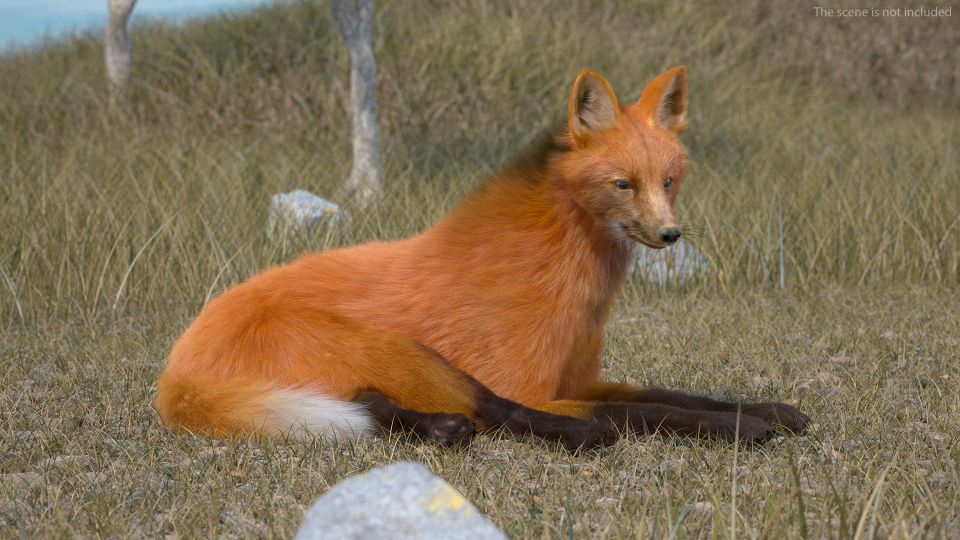 Maned Wolf Reclining Pose Fur 3D Model - TurboSquid 2201860