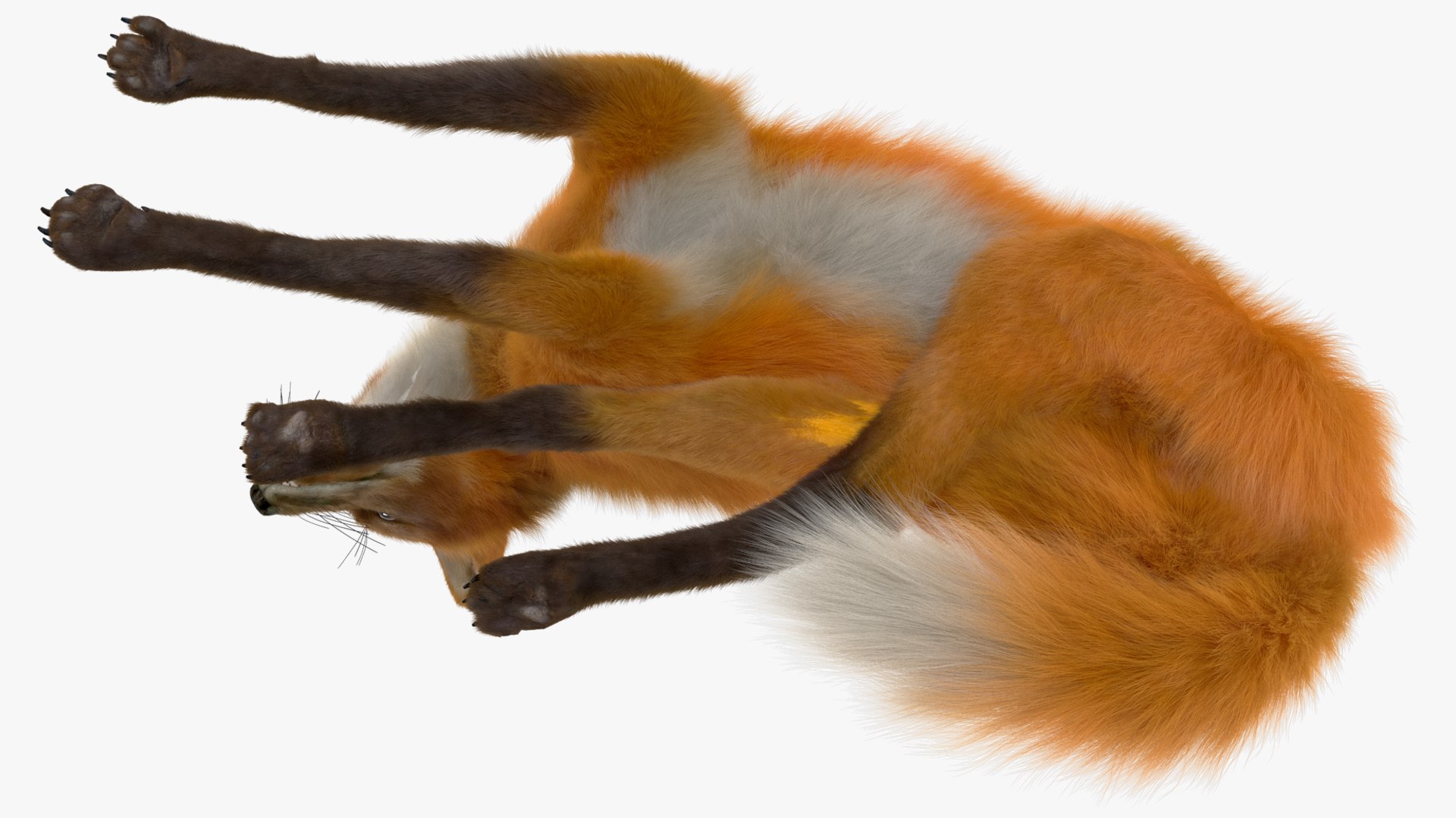 Maned Wolf Reclining Pose Fur 3D Model - TurboSquid 2201860