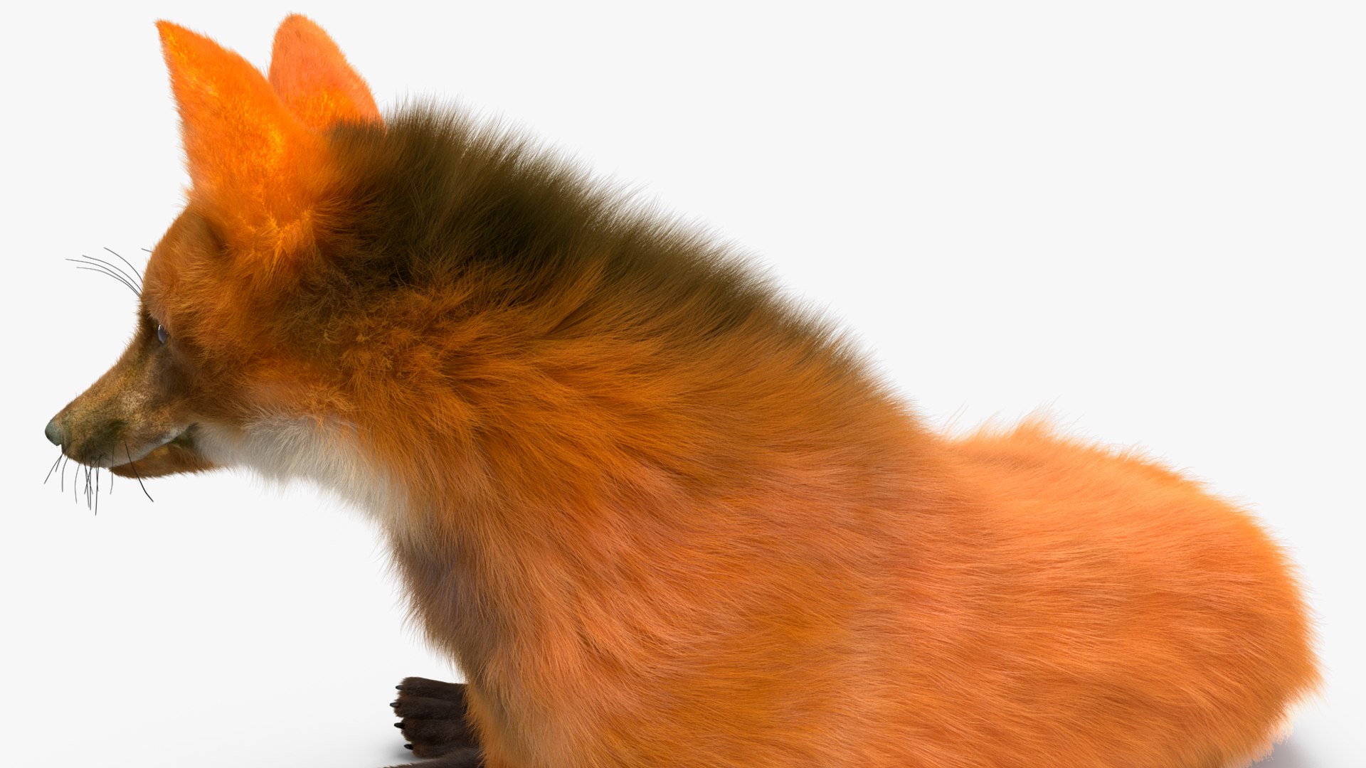 Maned Wolf Reclining Pose Fur 3D Model - TurboSquid 2201860