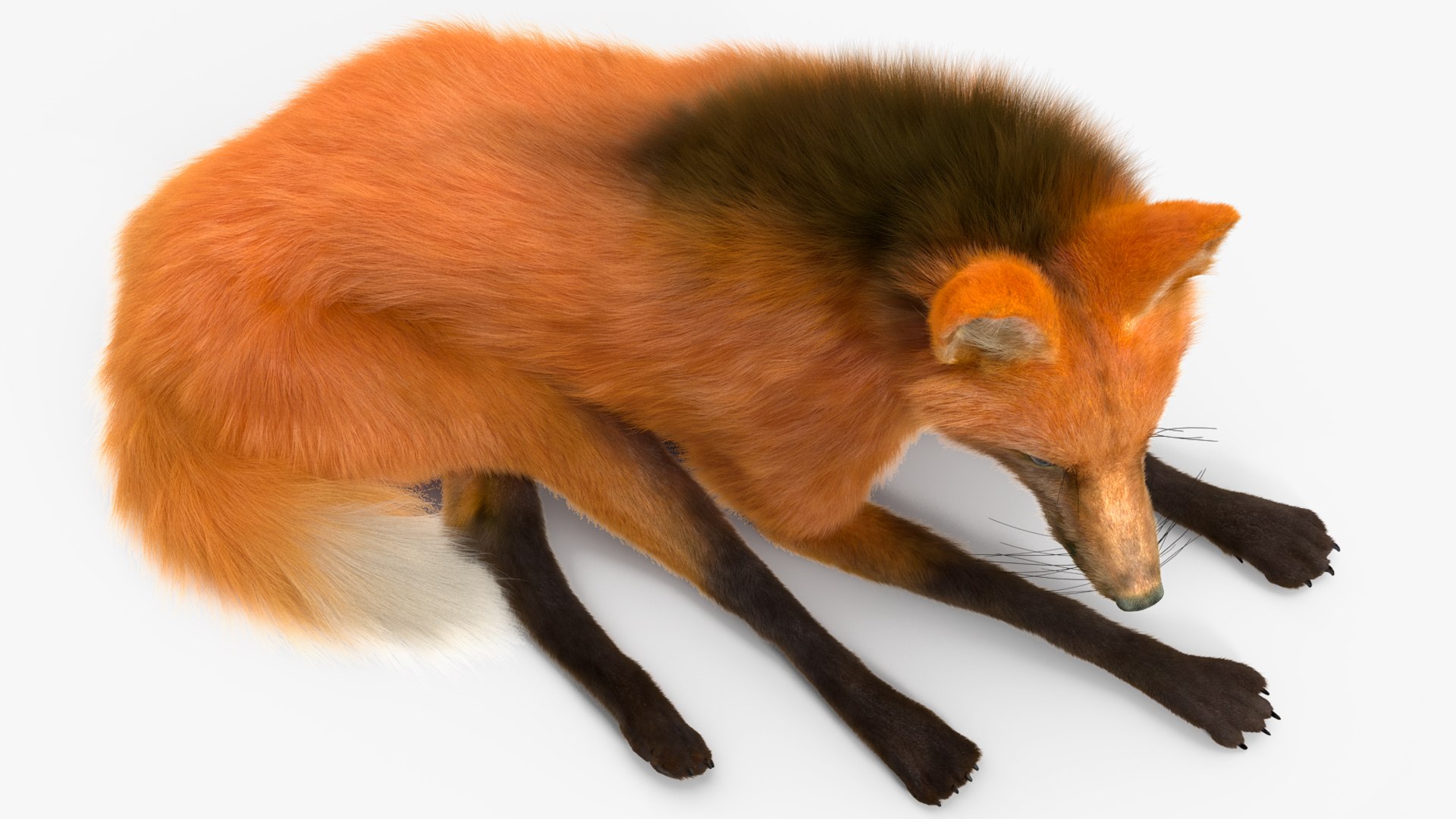 Maned Wolf Reclining Pose Fur 3D Model - TurboSquid 2201860