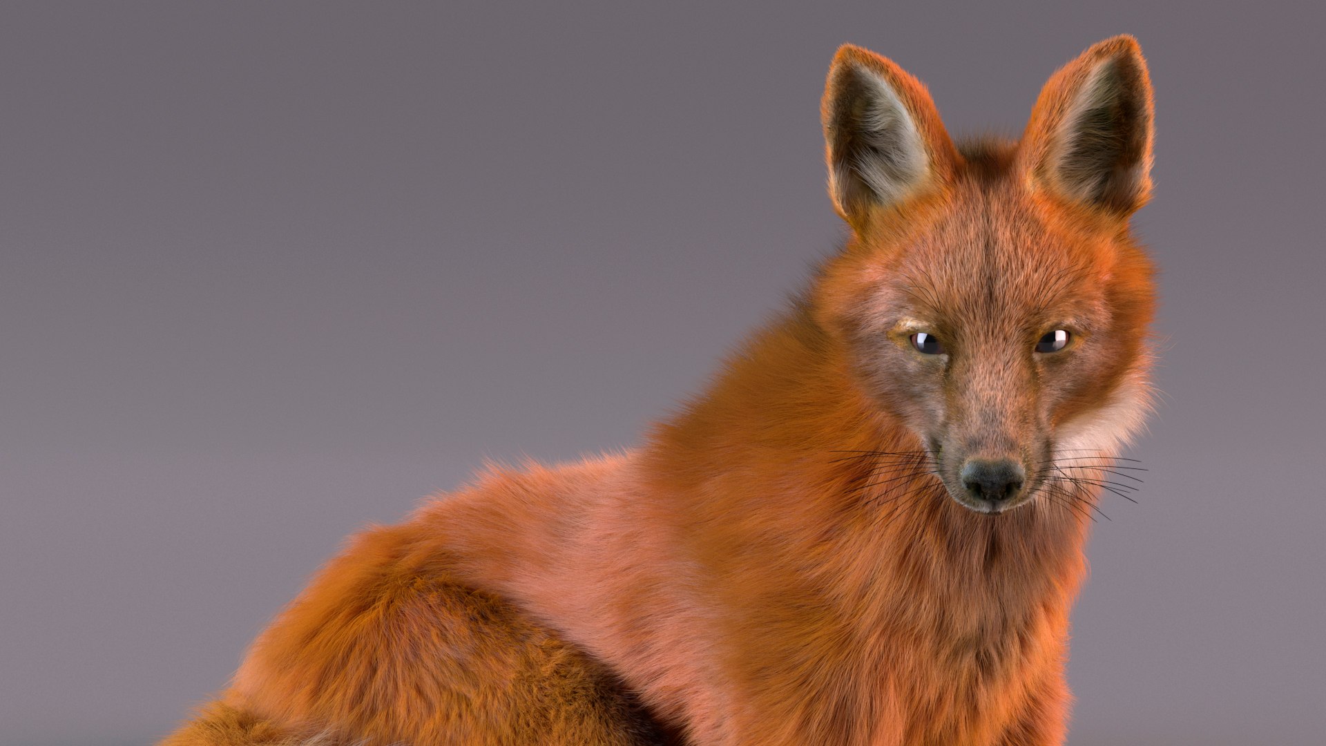 Maned Wolf Reclining Pose Fur 3D Model - TurboSquid 2201860