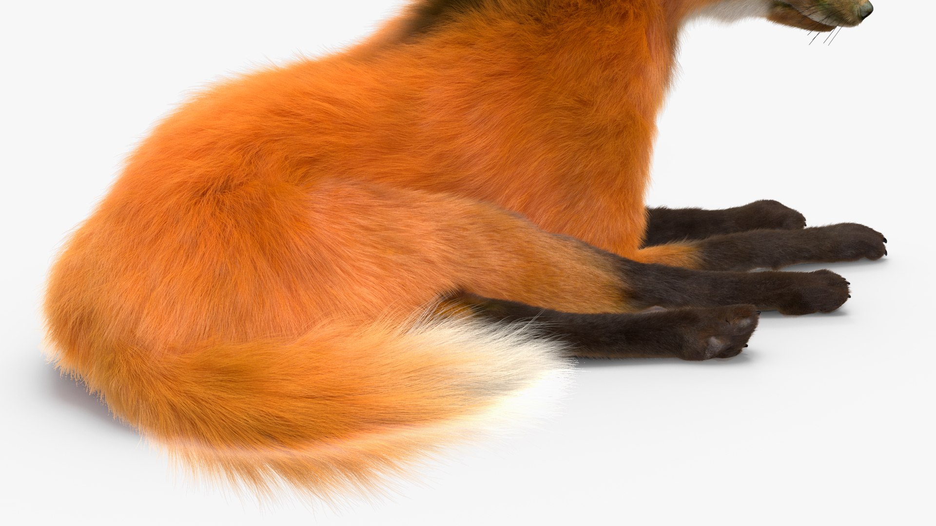 Maned Wolf Reclining Pose Fur 3D Model - TurboSquid 2201860