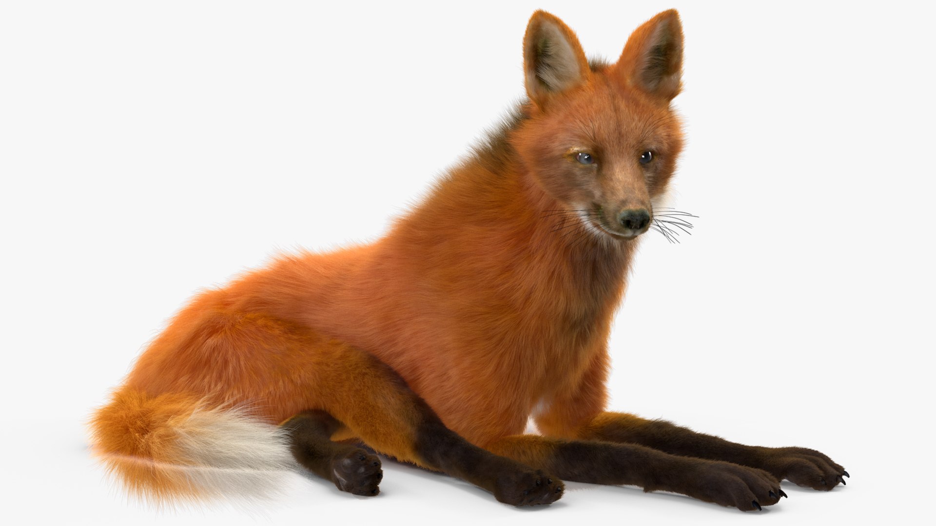 Maned Wolf Reclining Pose Fur 3D Model - TurboSquid 2201860