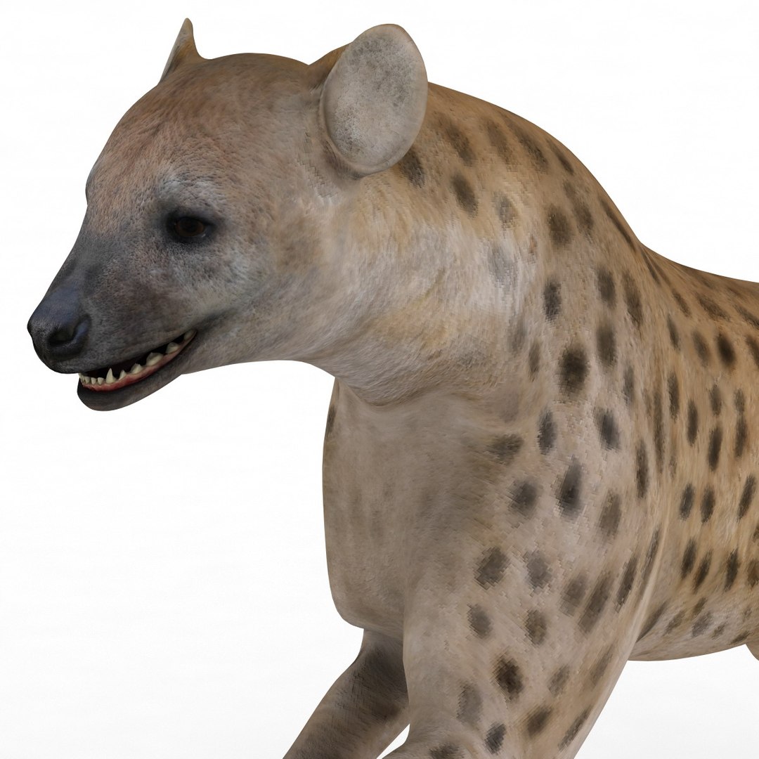 hyena pose 2 3d c4d