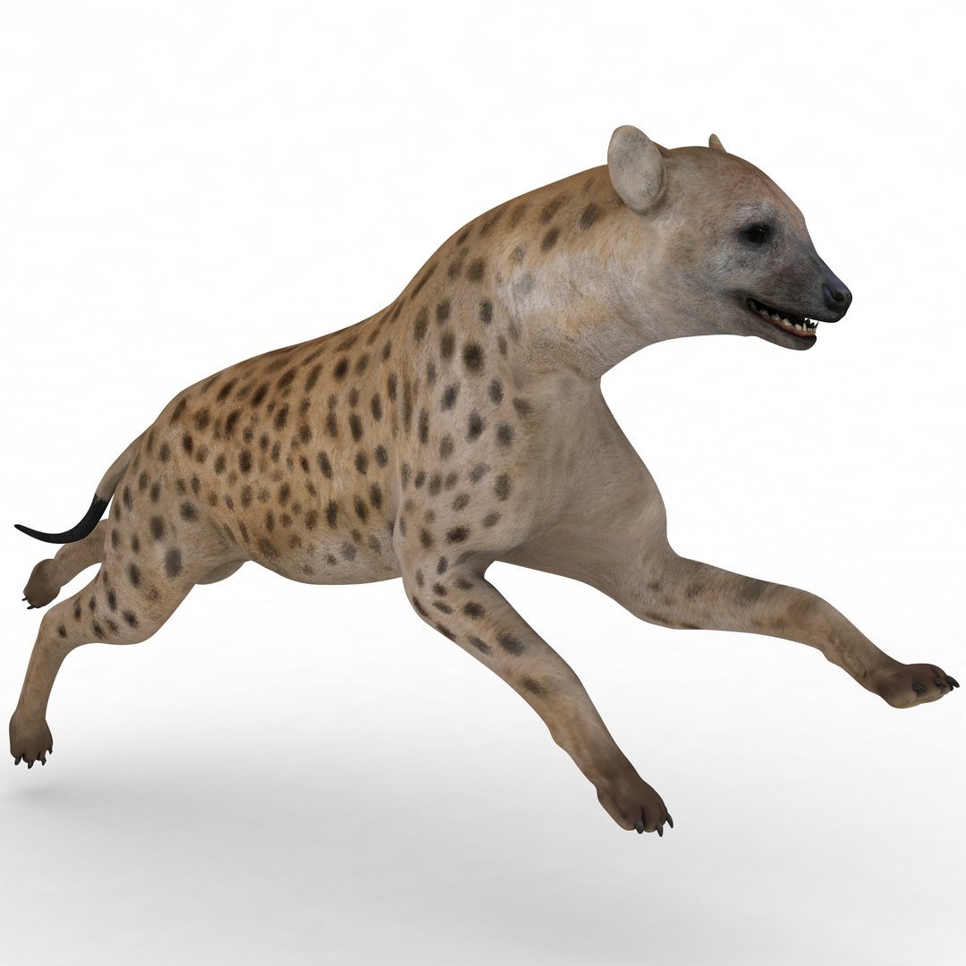 hyena pose 2 3d c4d