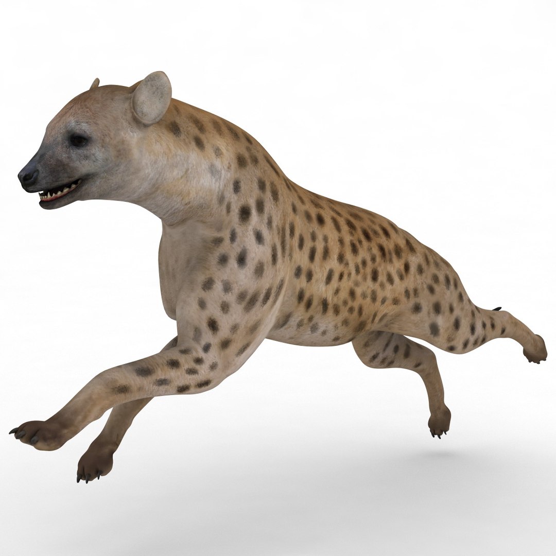 hyena pose 2 3d c4d
