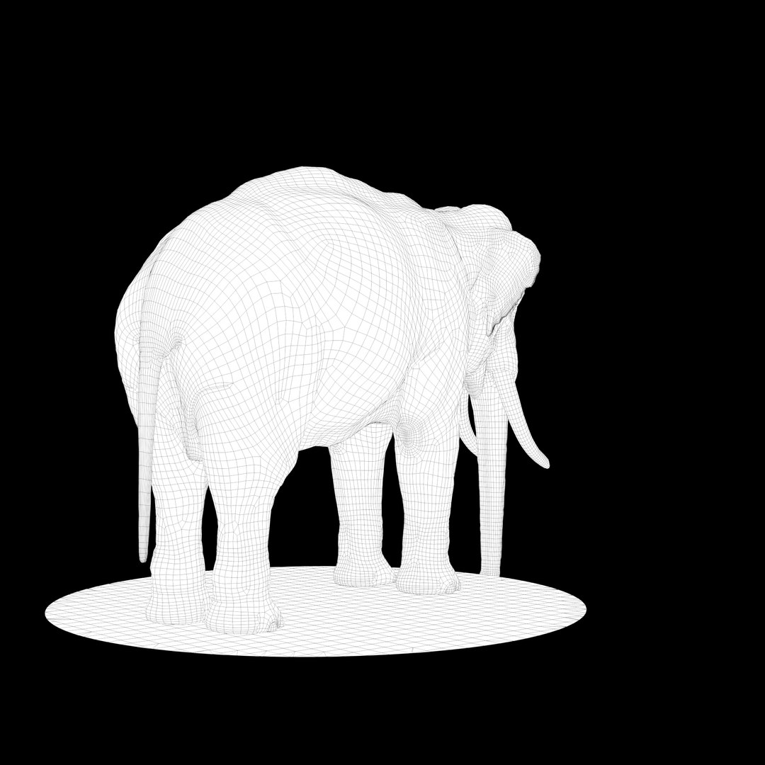 3D Model Elephant - TurboSquid 1347407