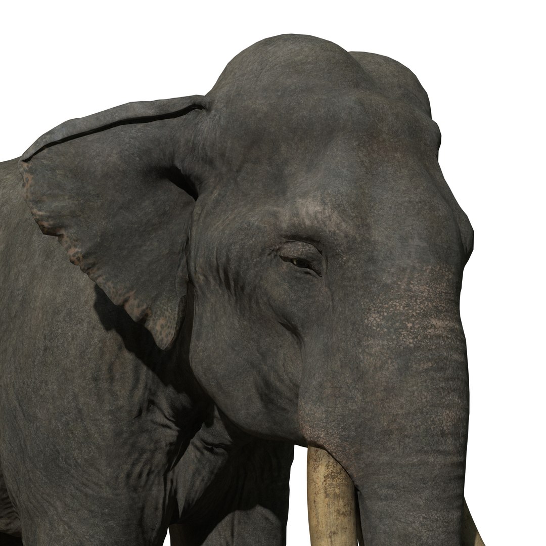 3D Model Elephant - TurboSquid 1347407