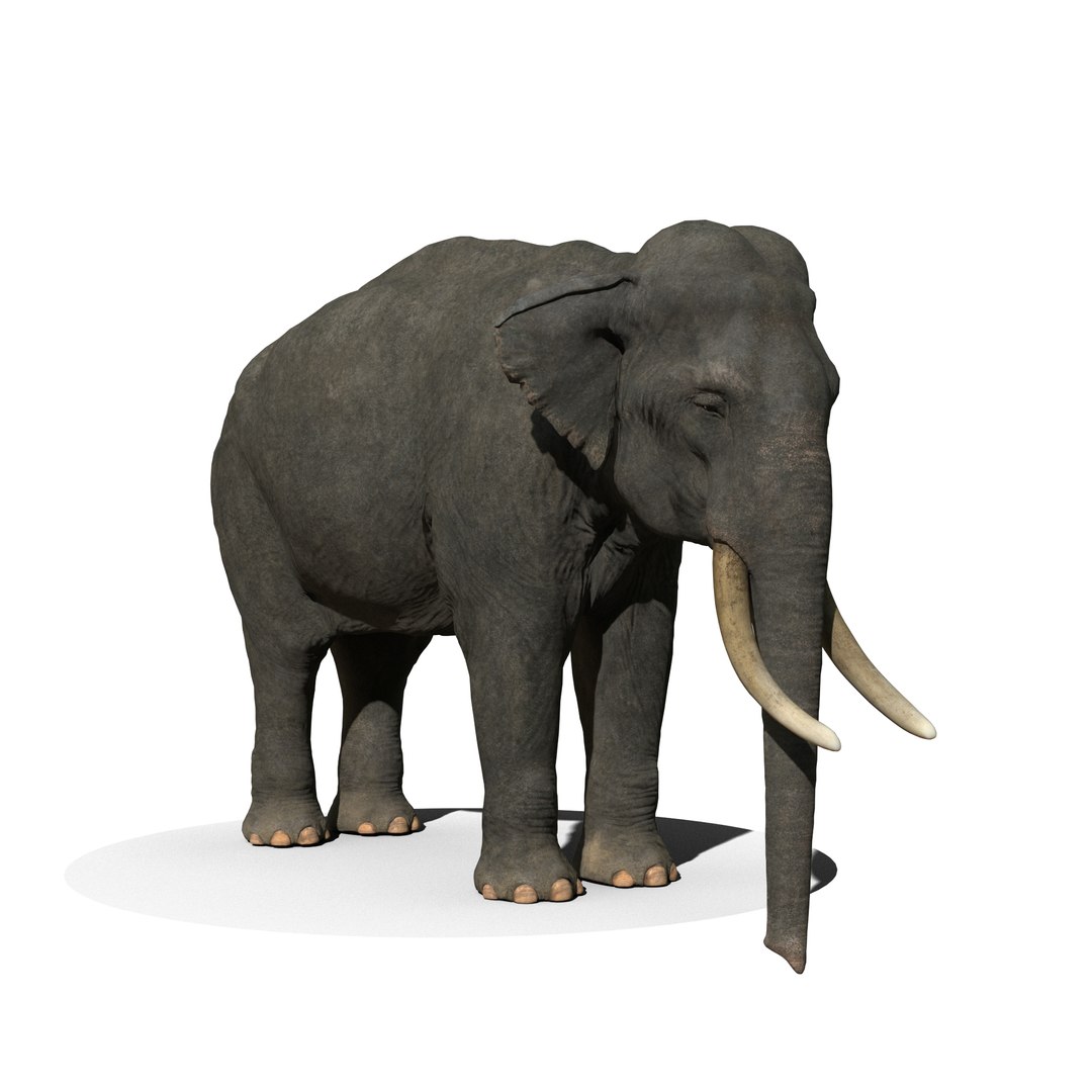 3D Model Elephant - TurboSquid 1347407