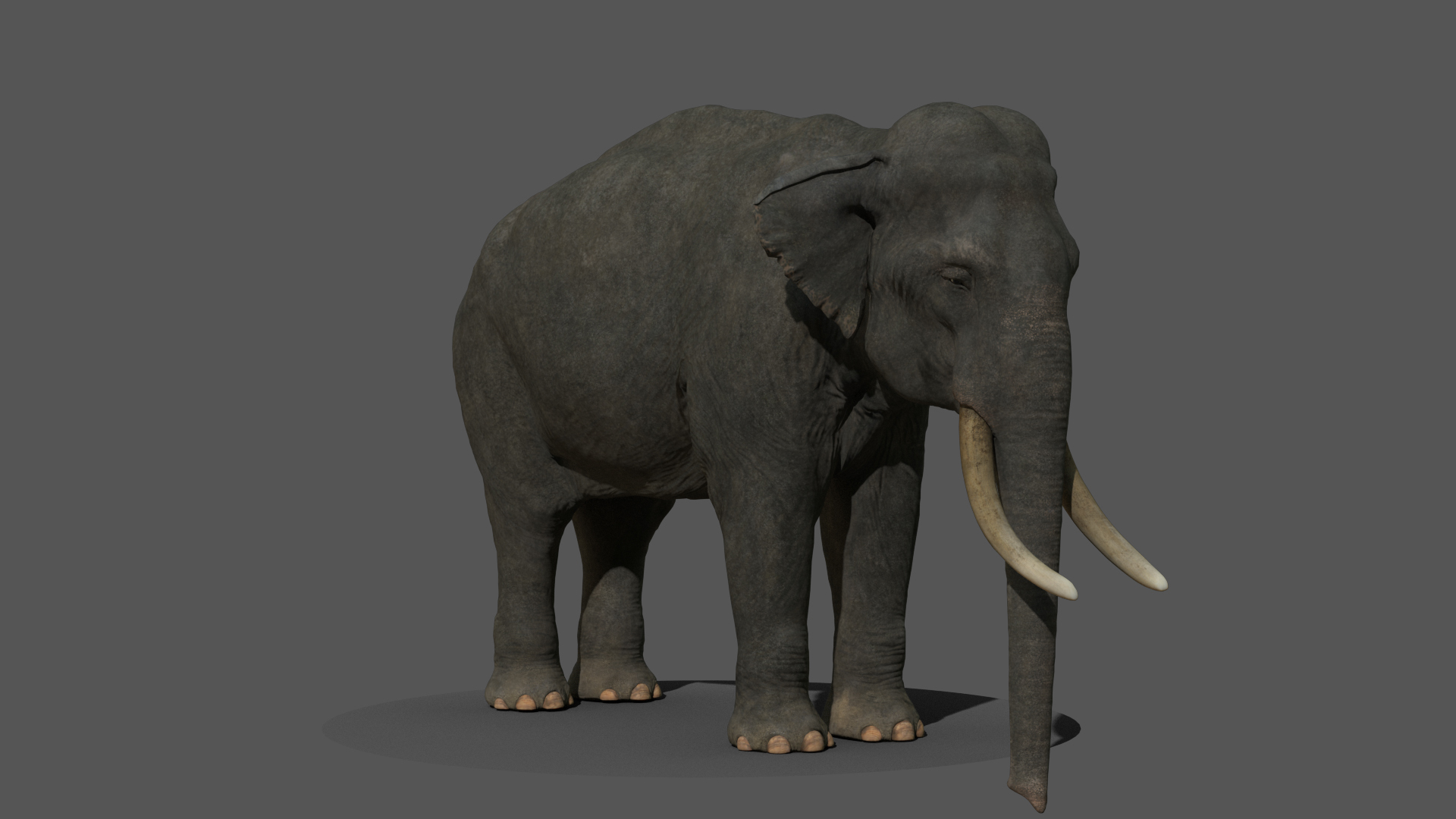 3D Model Elephant - TurboSquid 1347407