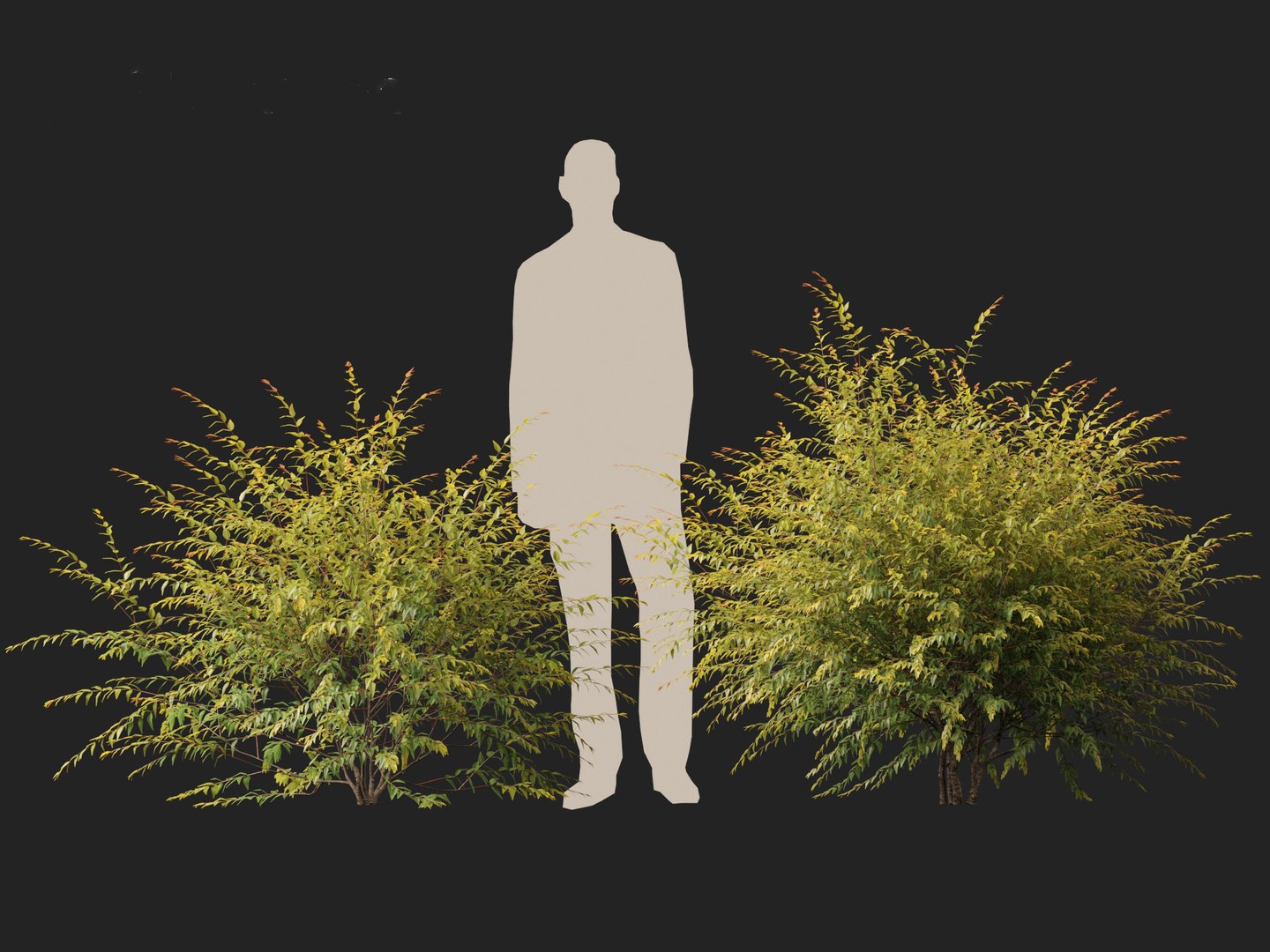 3D Austromyrtus dulcis - Midgen berry - TurboSquid 2179979