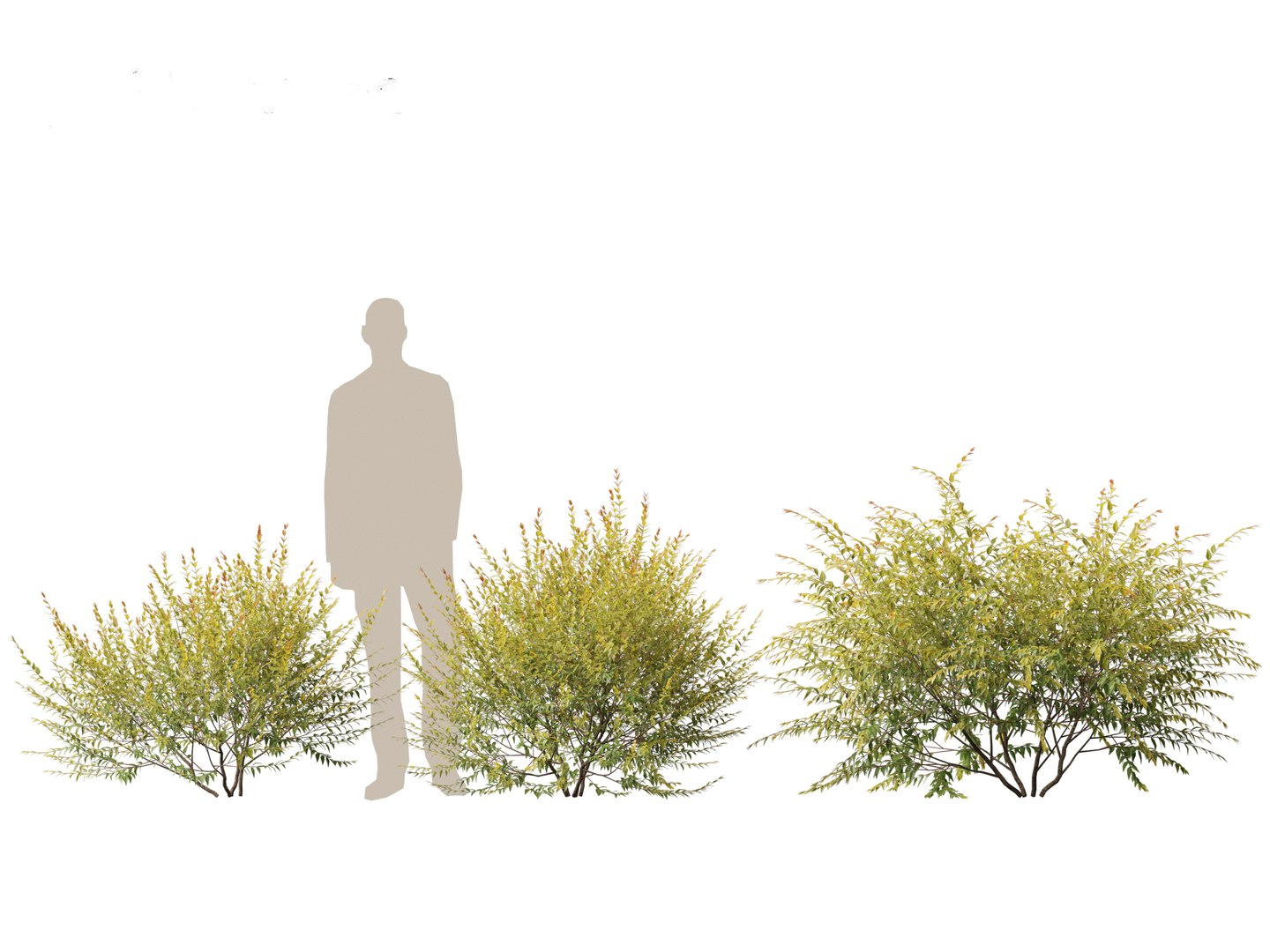 3D Austromyrtus dulcis - Midgen berry - TurboSquid 2179979