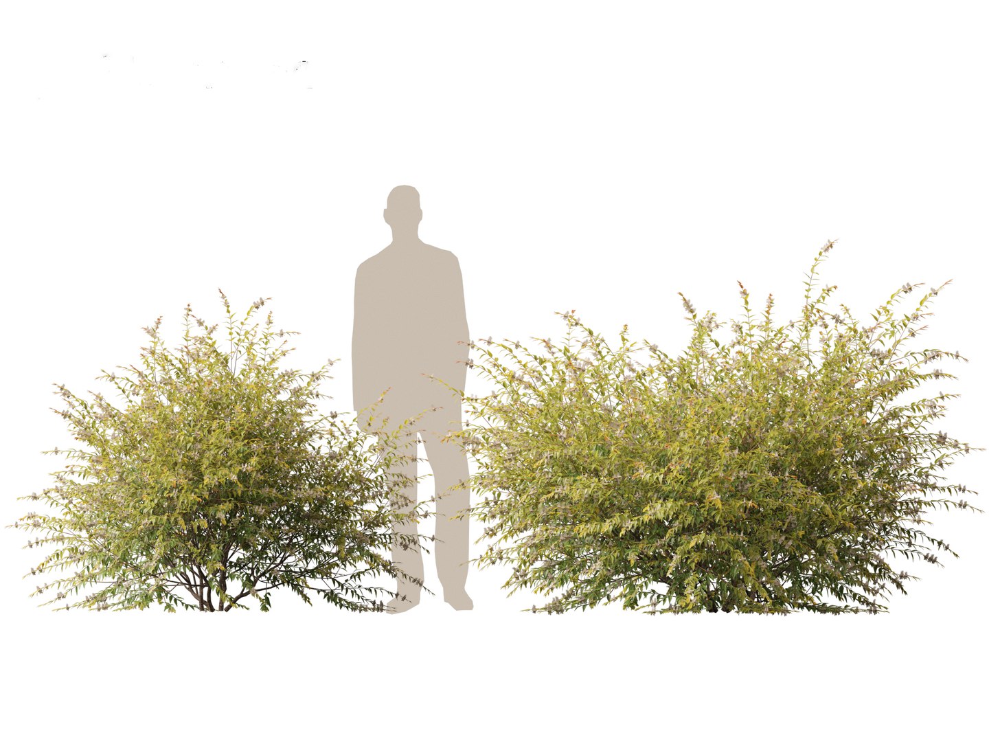 3D Austromyrtus dulcis - Midgen berry - TurboSquid 2179979