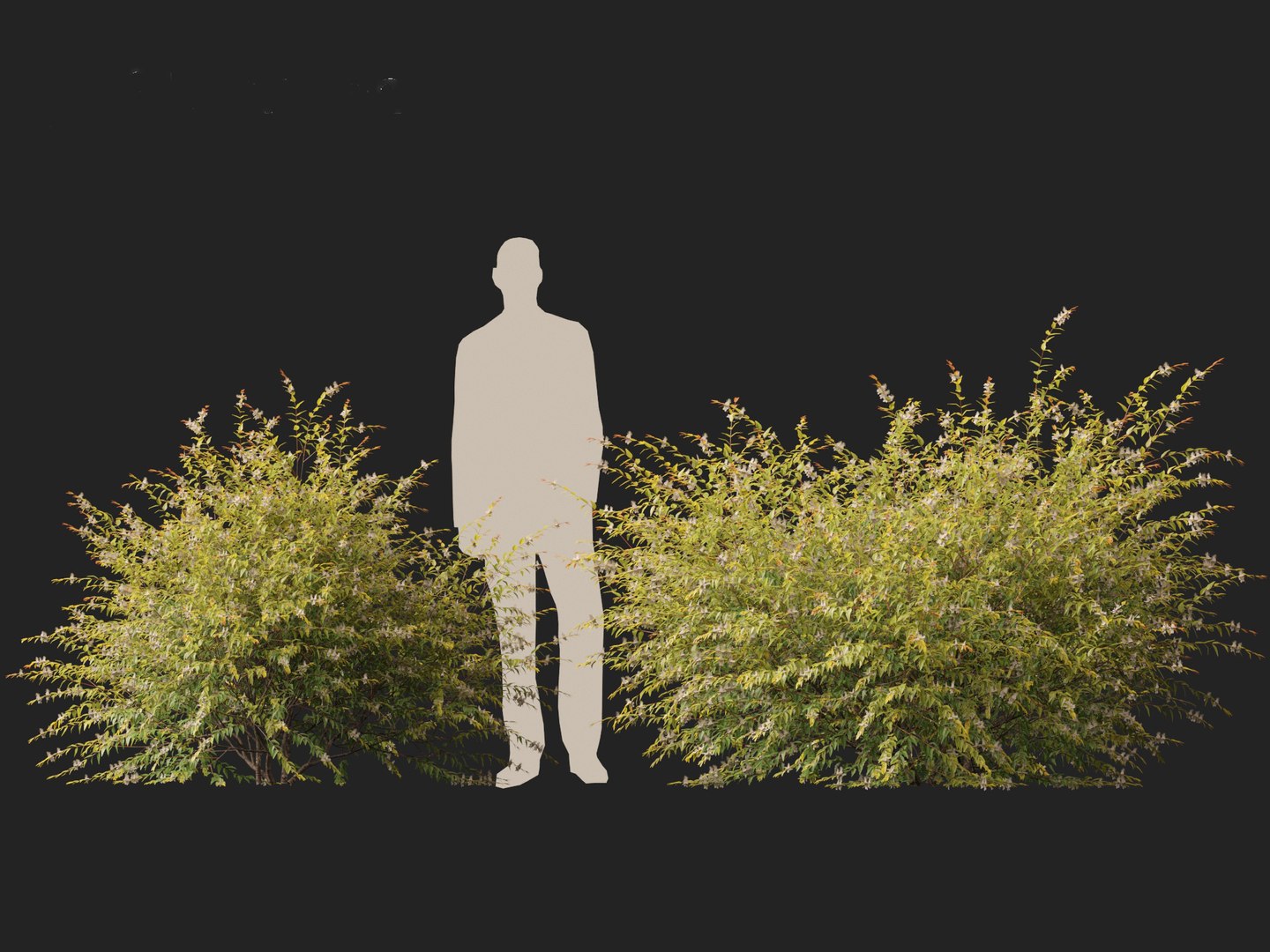 3D Austromyrtus dulcis - Midgen berry - TurboSquid 2179979