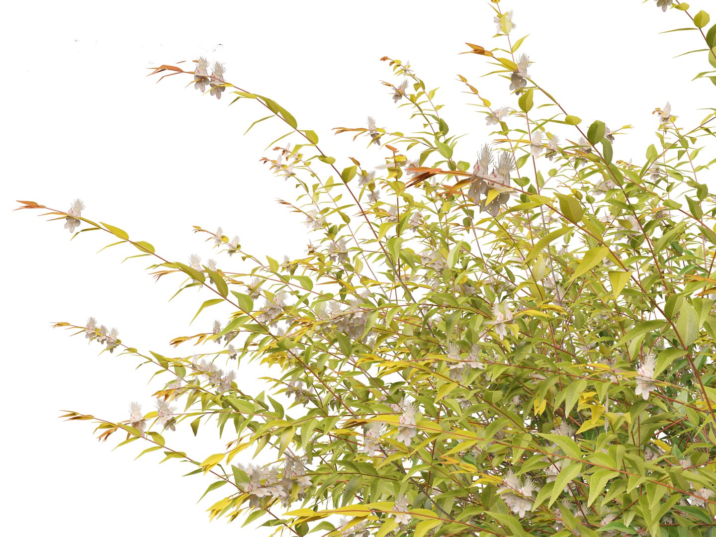 3D Austromyrtus dulcis - Midgen berry - TurboSquid 2179979