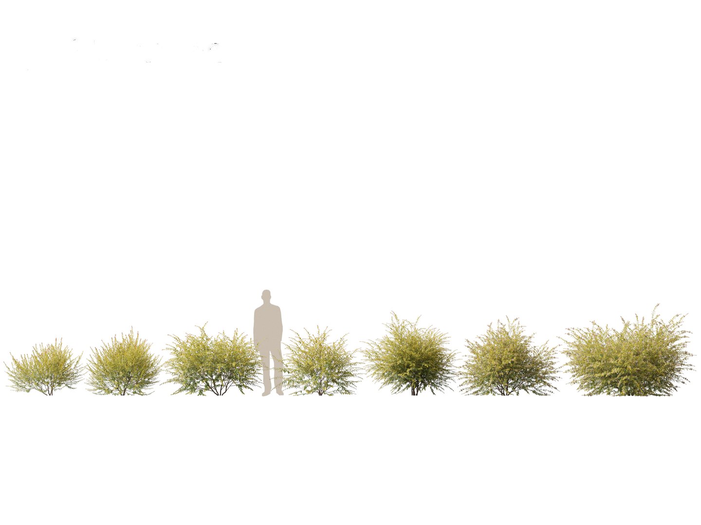 3D Austromyrtus dulcis - Midgen berry - TurboSquid 2179979