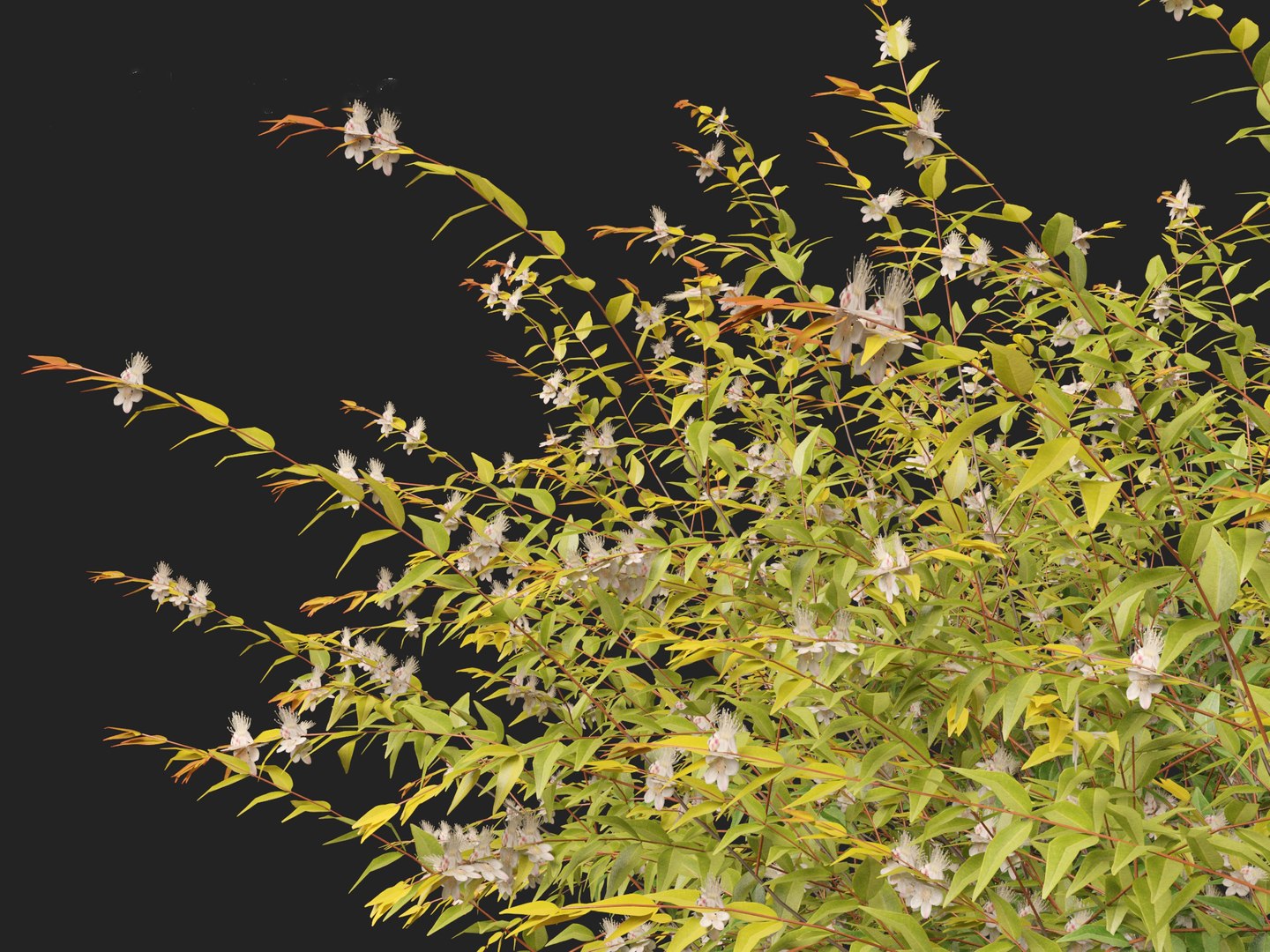 3D Austromyrtus dulcis - Midgen berry - TurboSquid 2179979