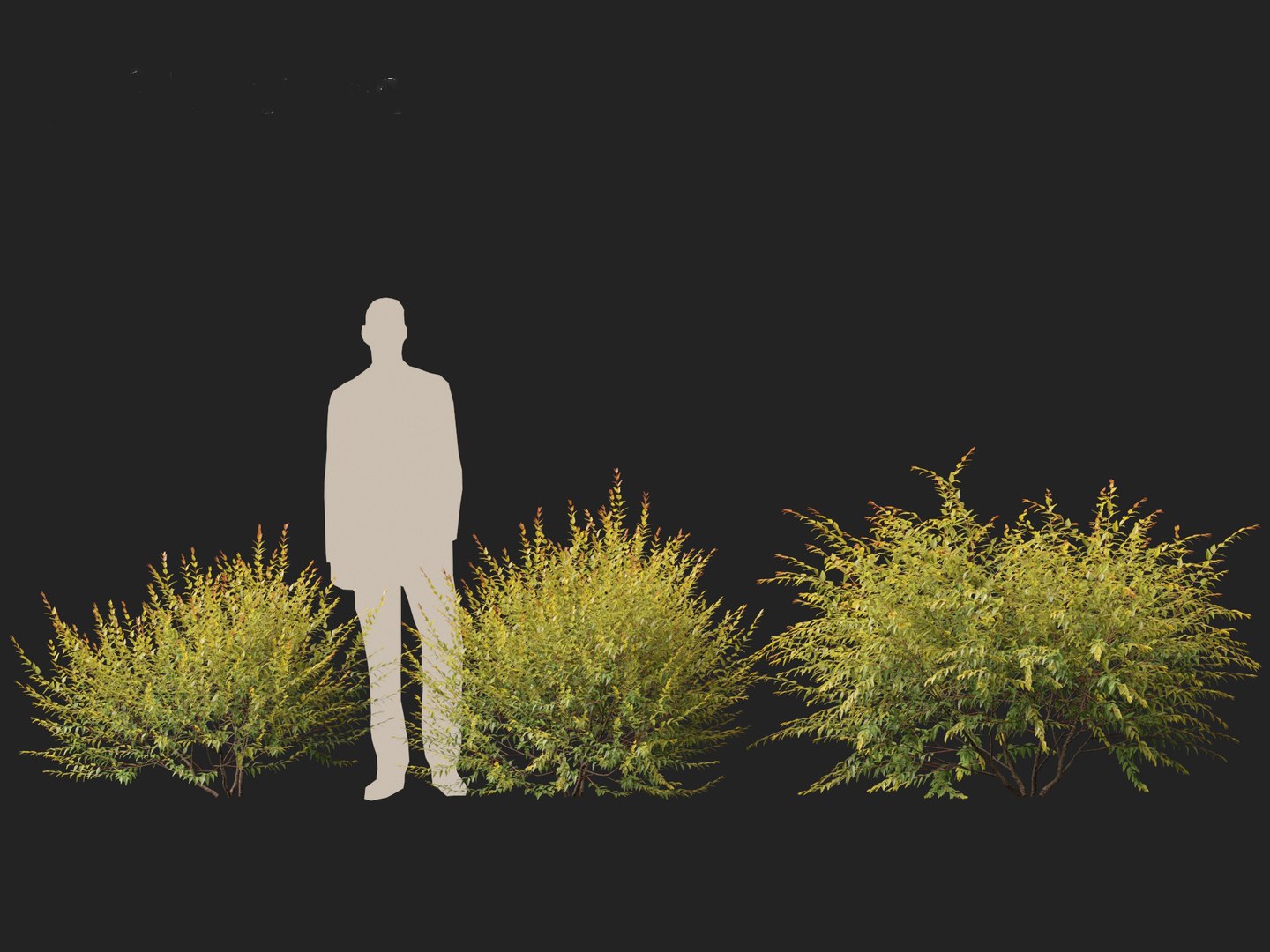 3D Austromyrtus dulcis - Midgen berry - TurboSquid 2179979