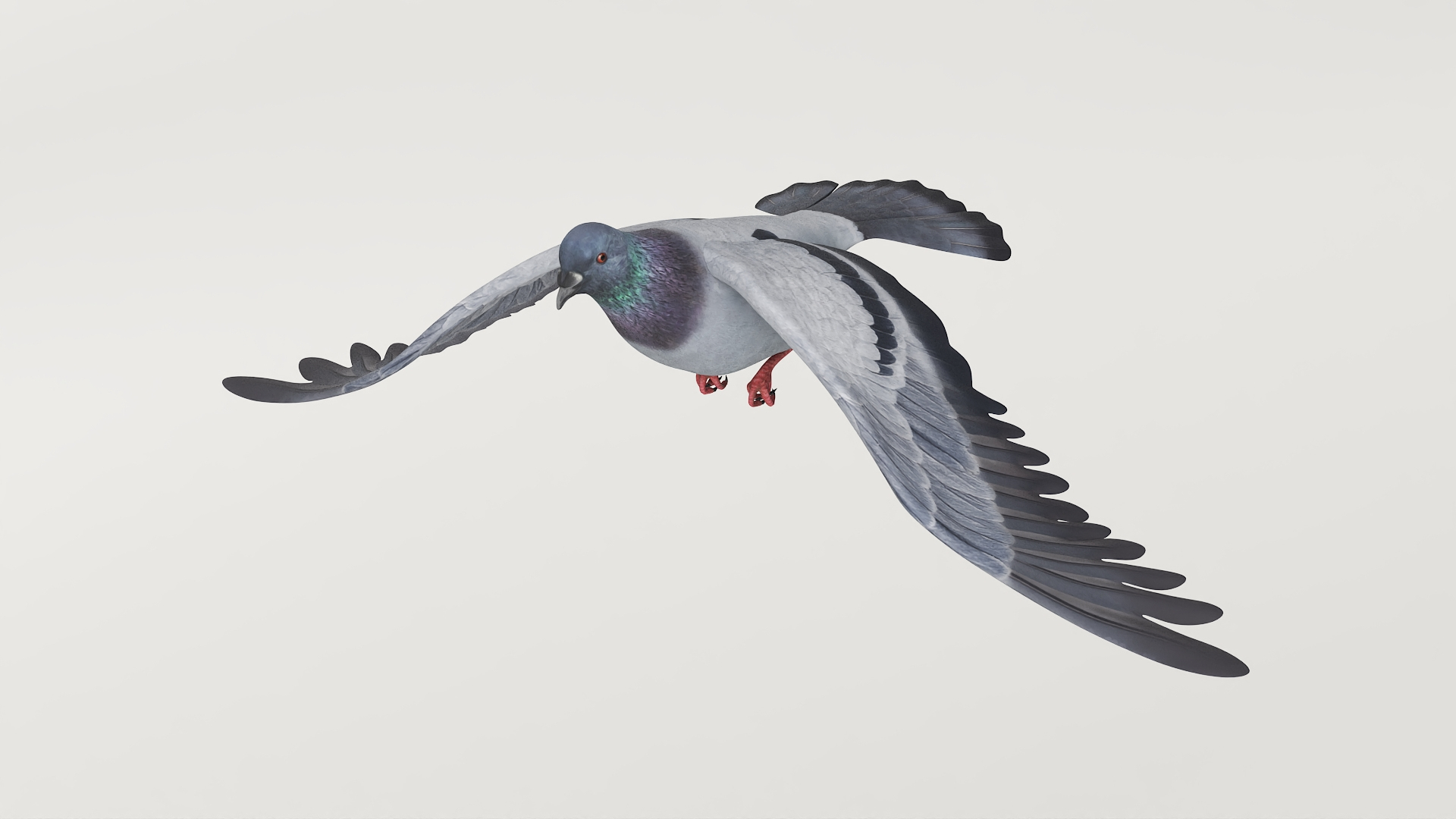 3D Low Poly Pigeon Rigged For Maya Model - TurboSquid 2502910