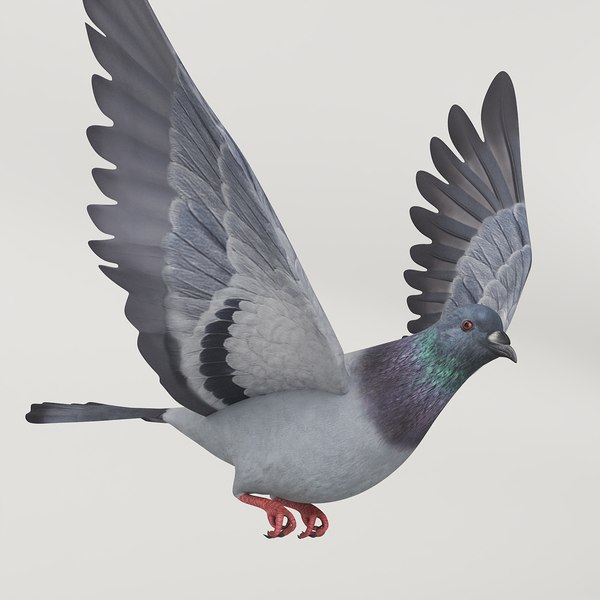 Maya용으로 리깅된 로우 폴리 비둘기 모델 3D 모델 - TurboSquid 2502910
