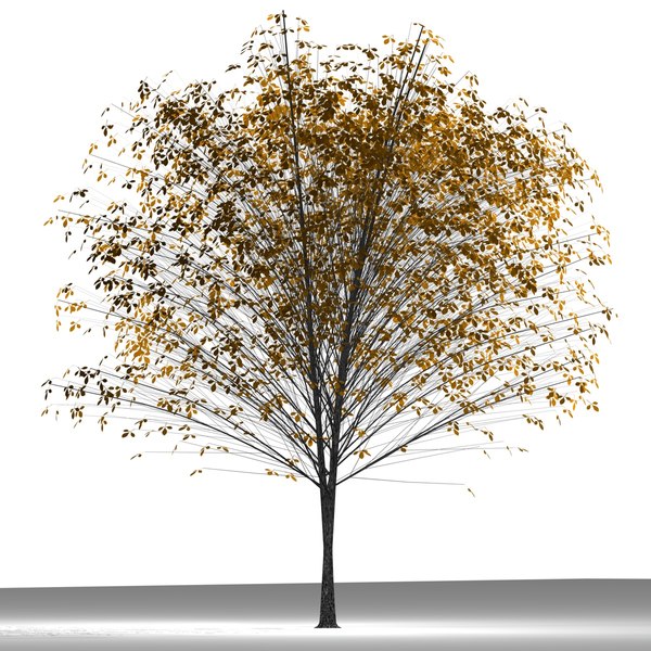 plane tree 3d model