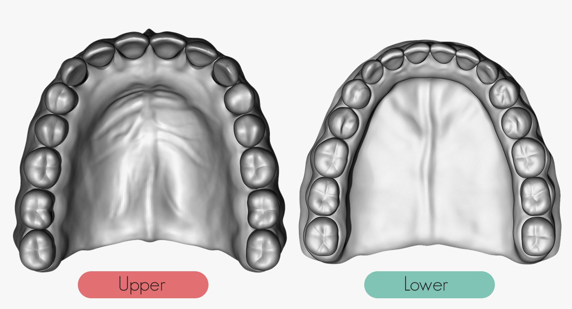 3d Teeth Base Mesh Zbrush