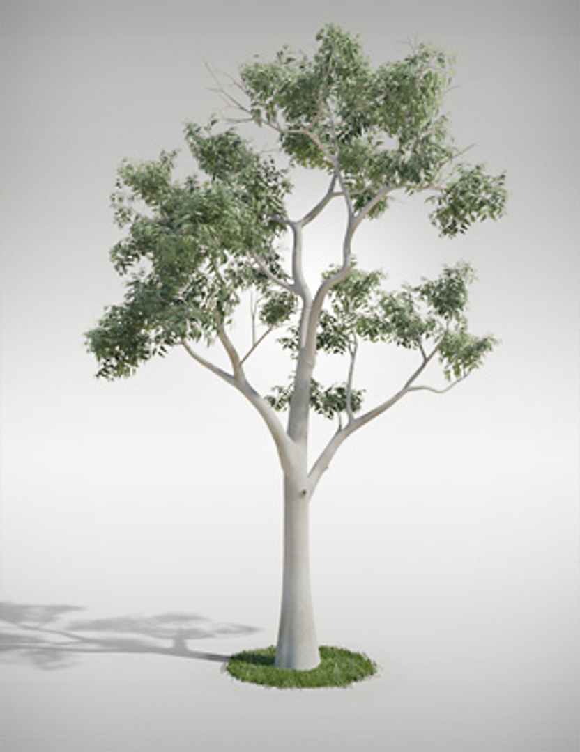 Eucalyptus Tree 3d Model