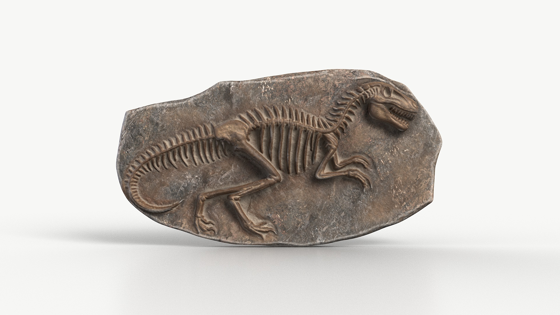 3D Dinosaur Fossil Textured 001 - TurboSquid 2293552