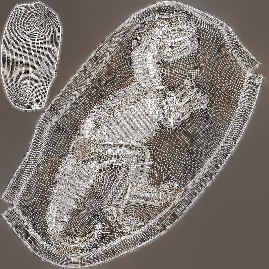 3D Dinosaur Fossil Textured 001 - TurboSquid 2293552