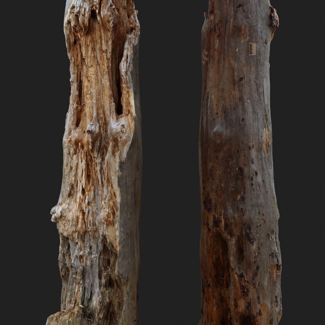 Dead tree scan 3D - TurboSquid 1400653