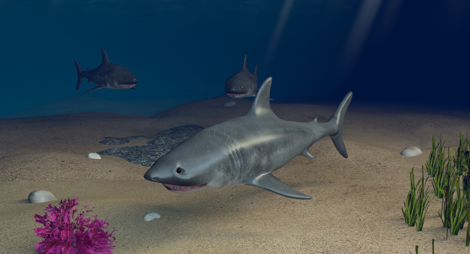 3d shark model