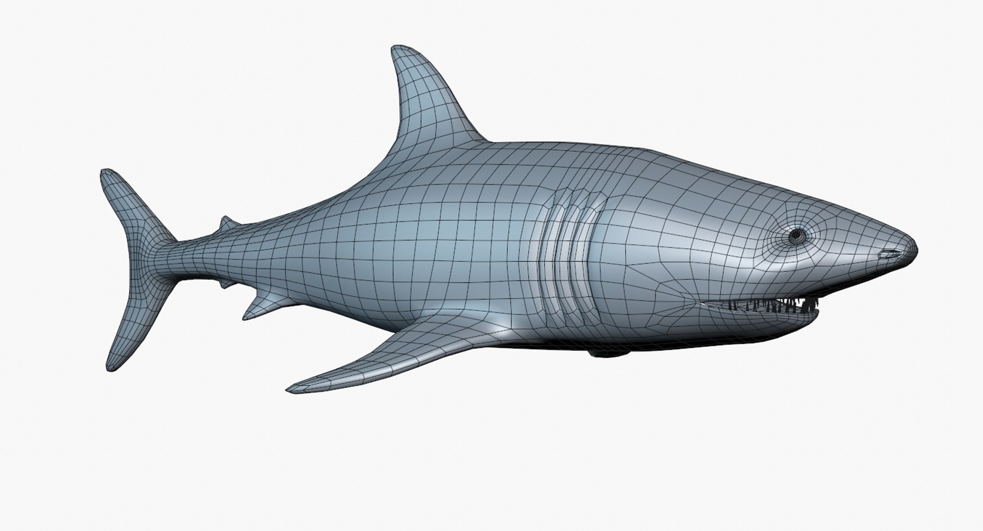 3d shark model