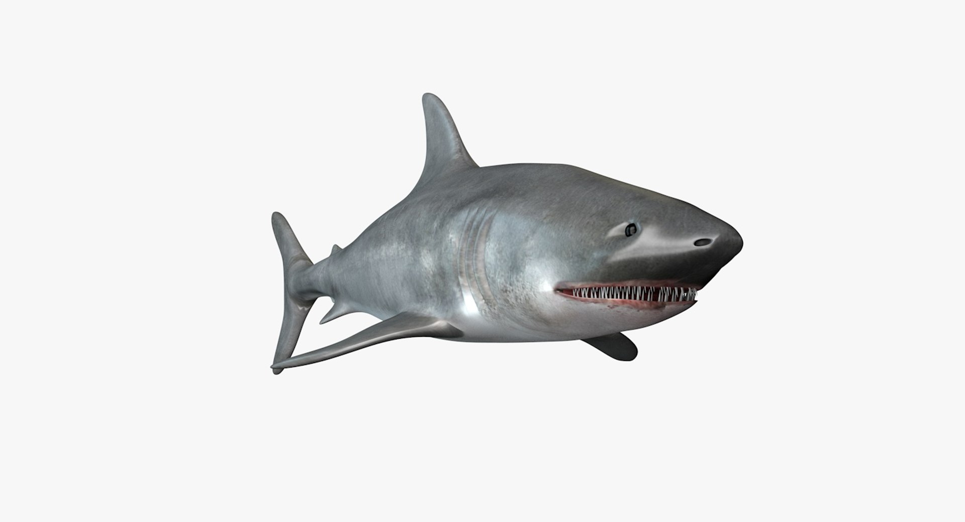 3d shark model