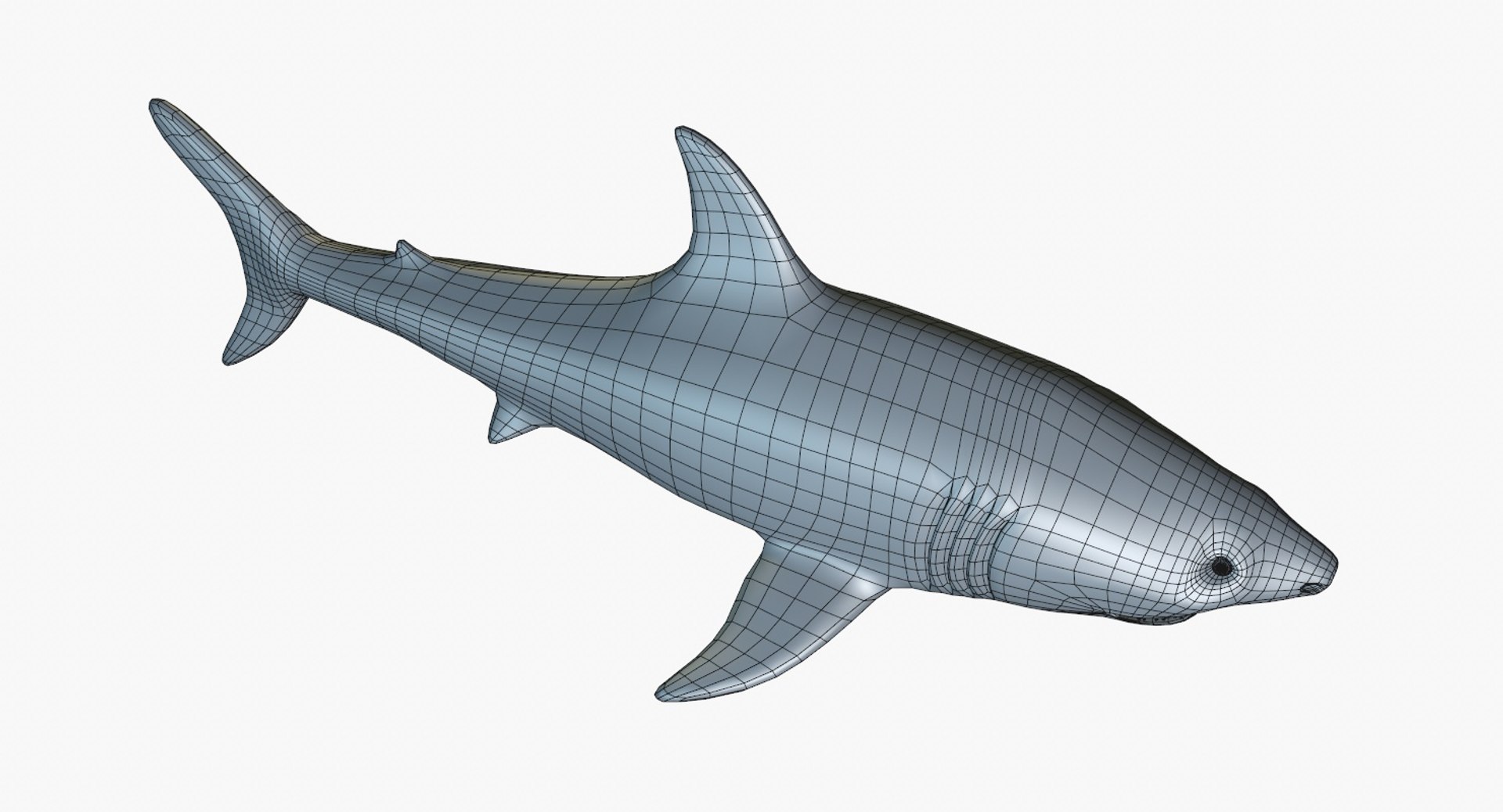 3d shark model
