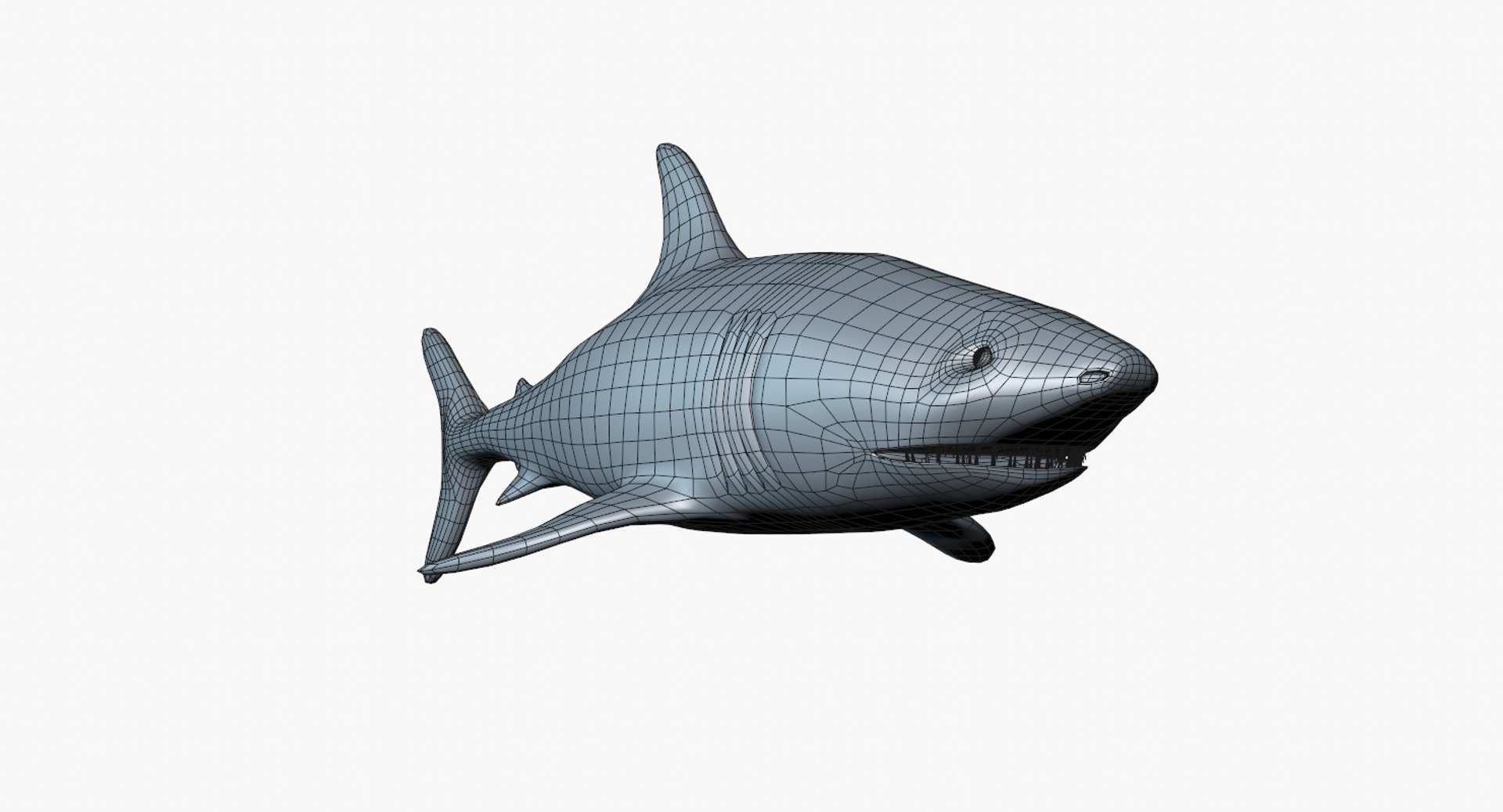 3d shark model