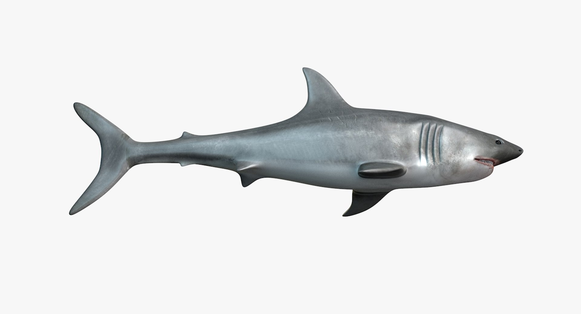 3d shark model