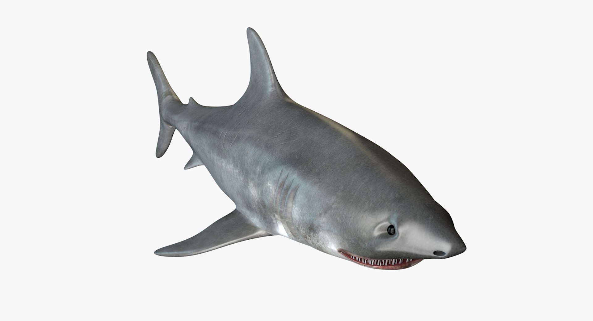 3d shark model