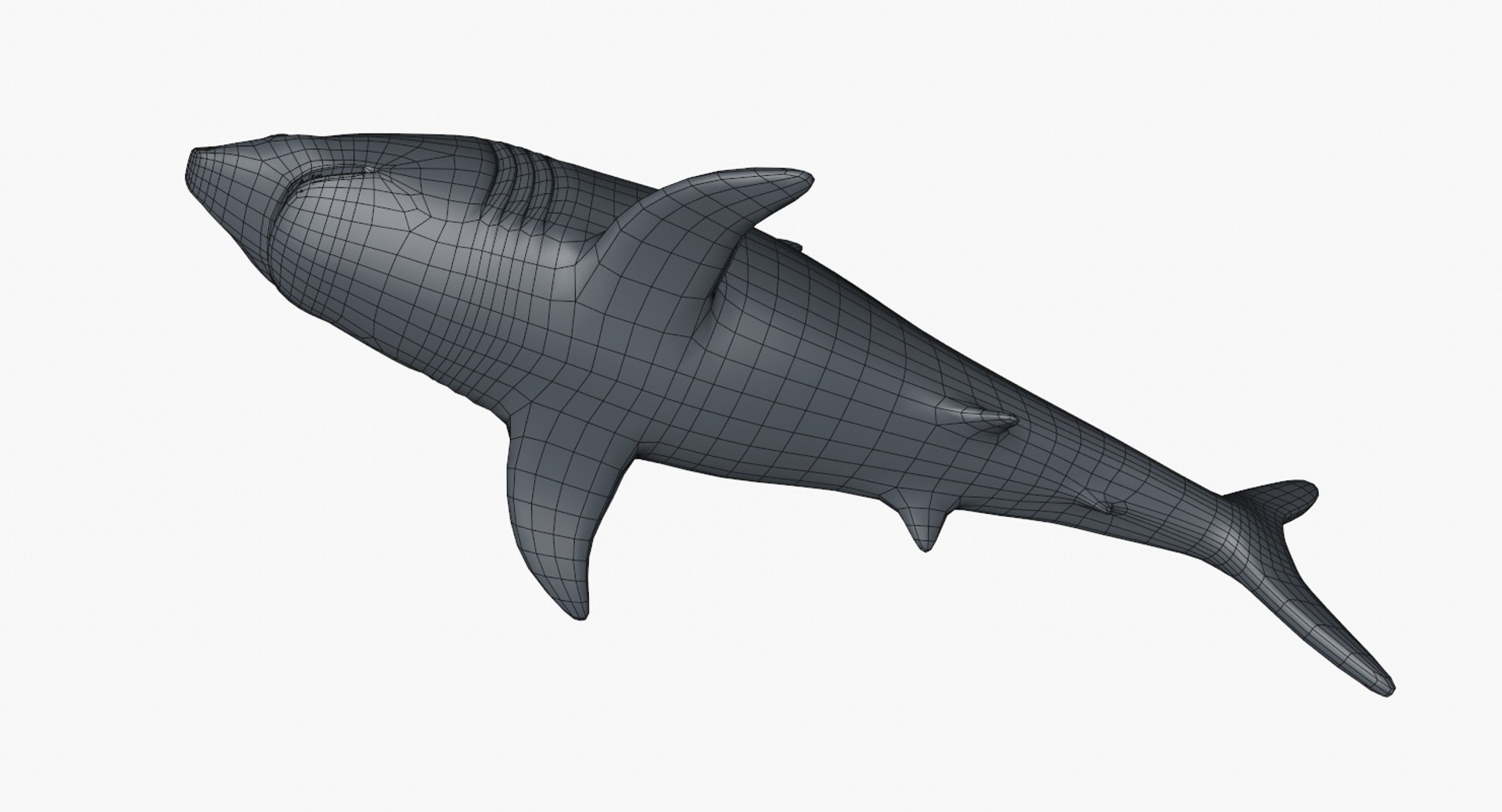 3d shark model