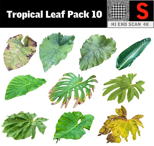 Free 3D Leaves Models | TurboSquid