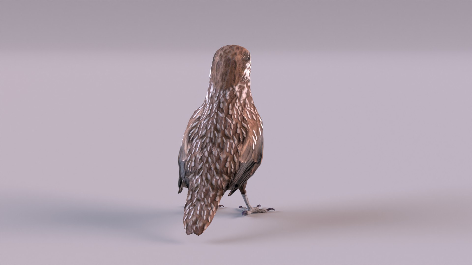 3D Eurasian Nutcracker Bird Model - TurboSquid 1545221