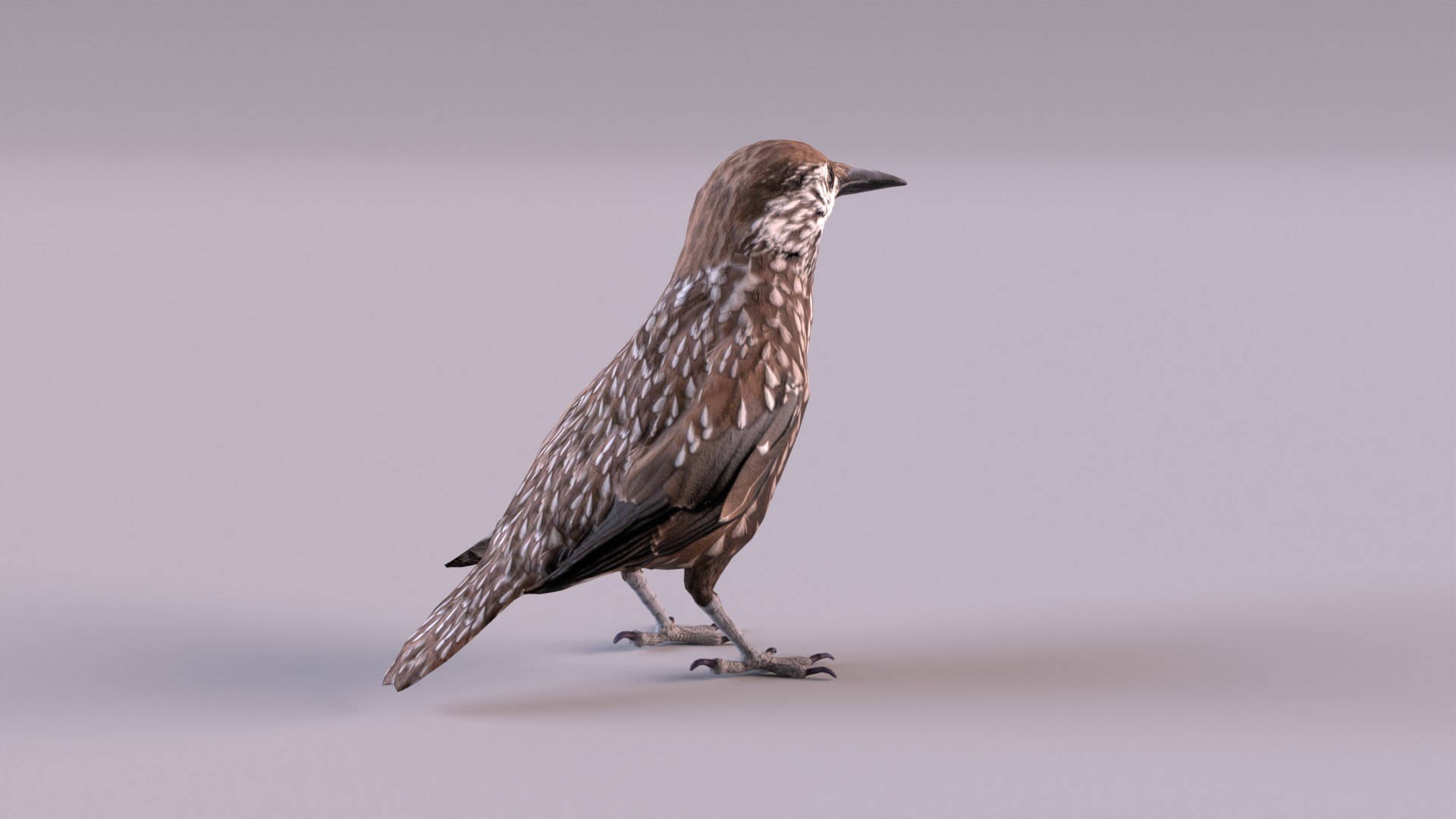 3D Eurasian Nutcracker Bird Model - TurboSquid 1545221