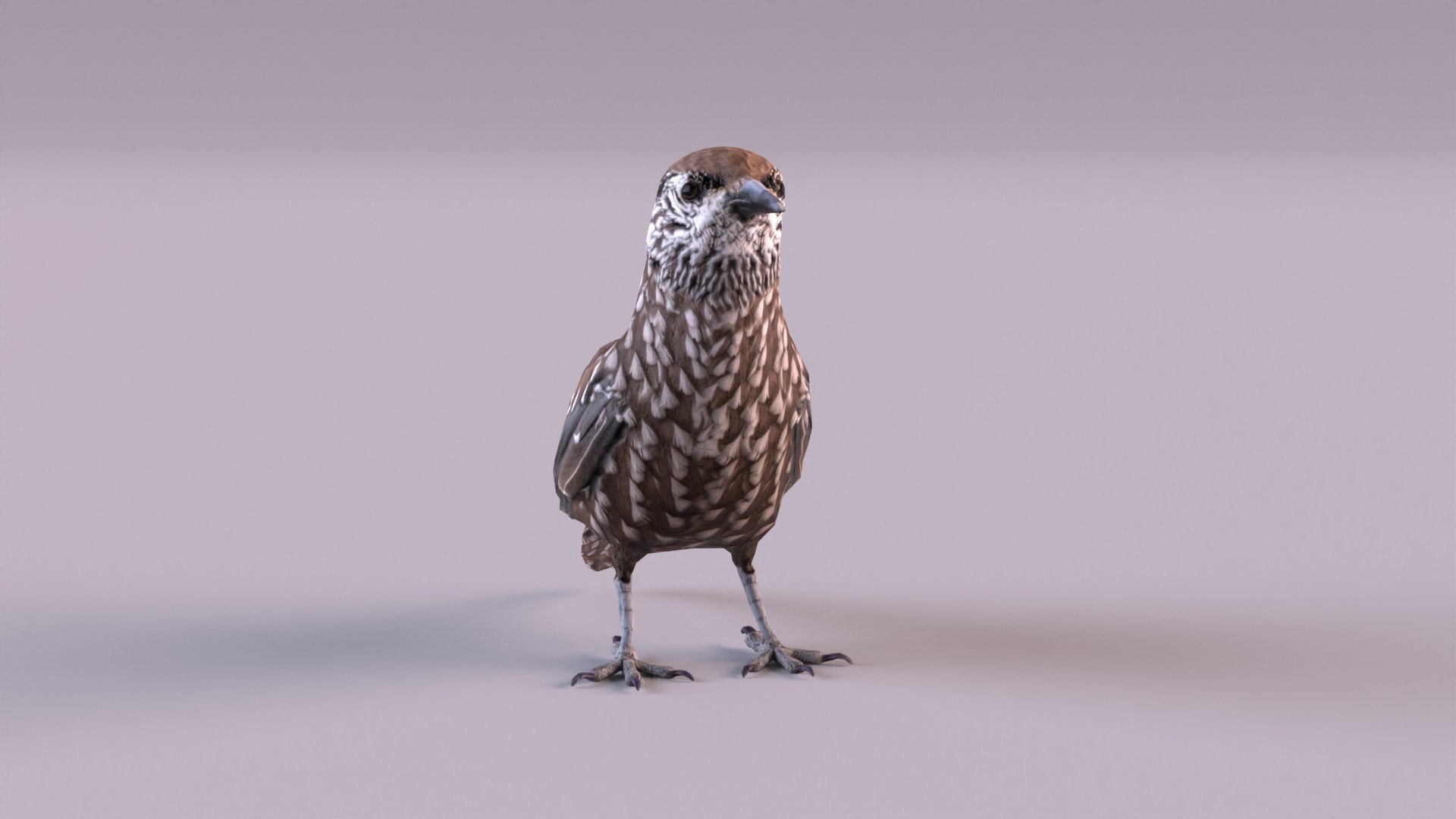 3D Eurasian Nutcracker Bird Model - TurboSquid 1545221